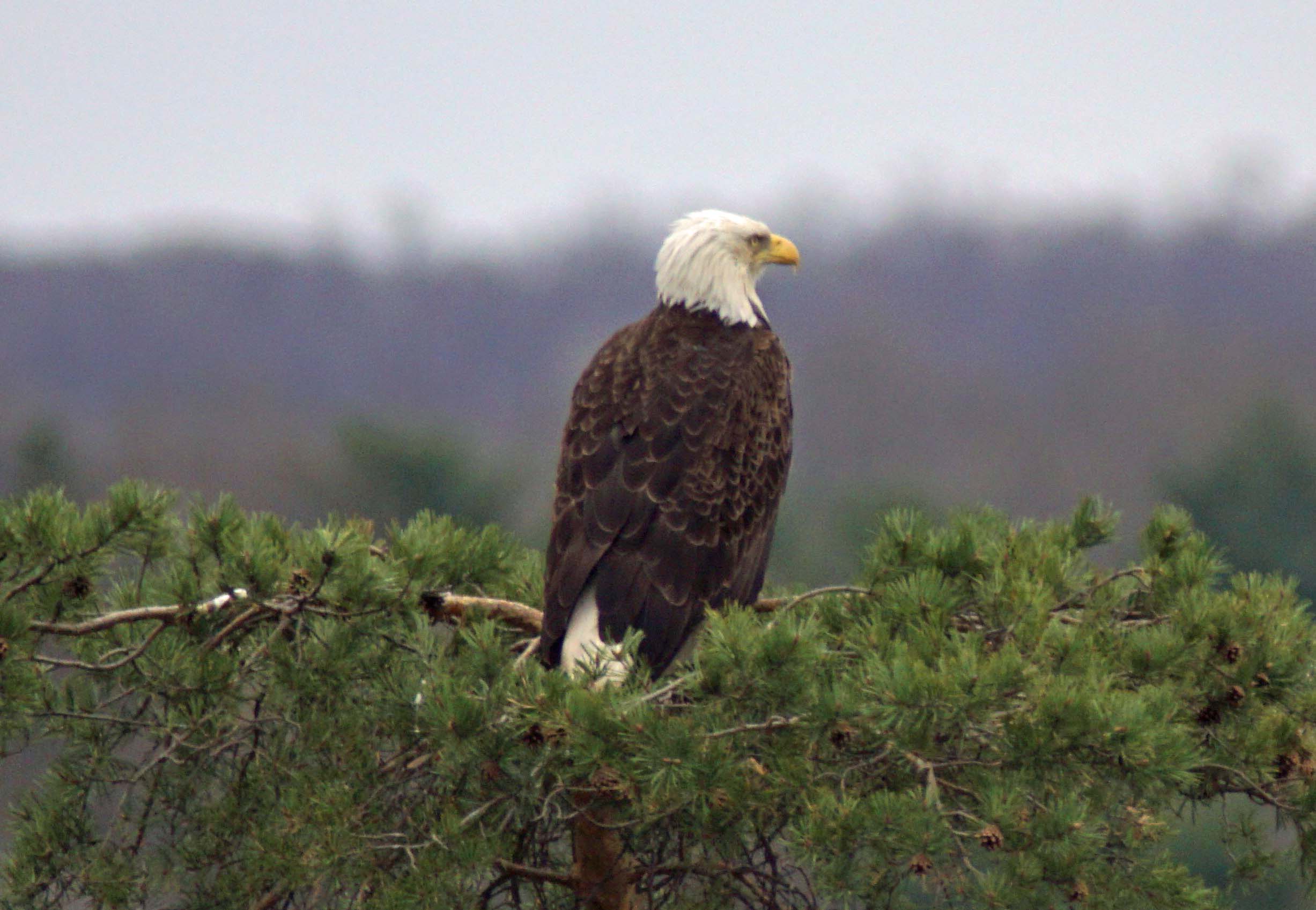 Eagle – Town of Troy
